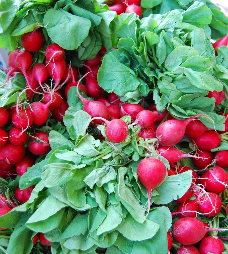 Rettiche stockbild. Bild von rund, rettich, bestandteil - 9667565