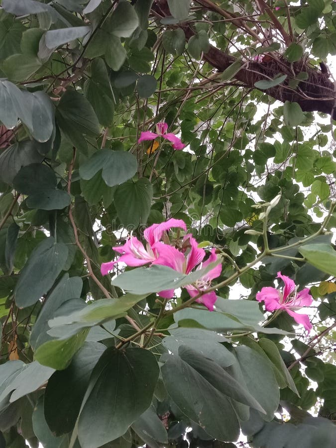 Bauhinea Purpurea Plant in the Garden Stock Photo - Image of branch ...