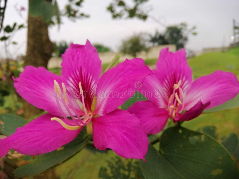Bauhinia Blakeana Commonly Called the Hong Kong Orchid Tree Stock Photo ...