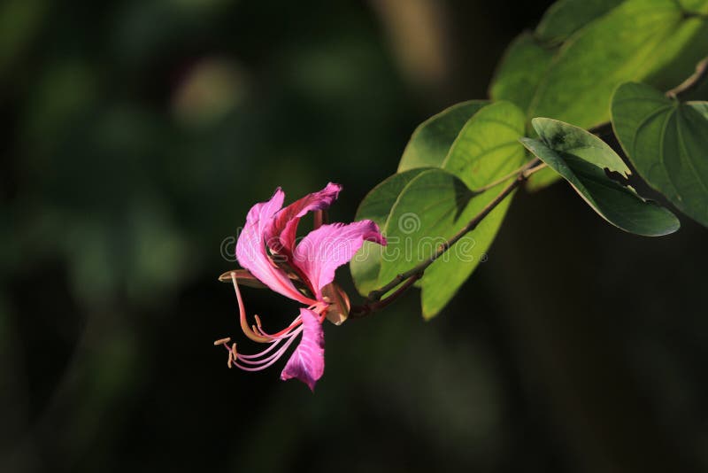 A Bauhinia Flower in Hong Kong, Pink Bauhinia Flower Stock Photo ...