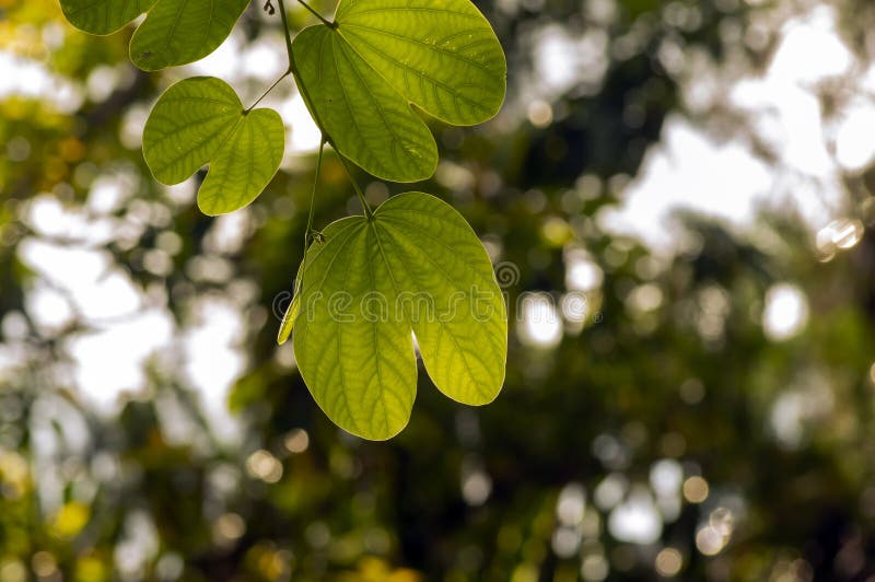Bauhinia Leaves, Hybrid Leguminous Tree with Bokeh Background Stock ...