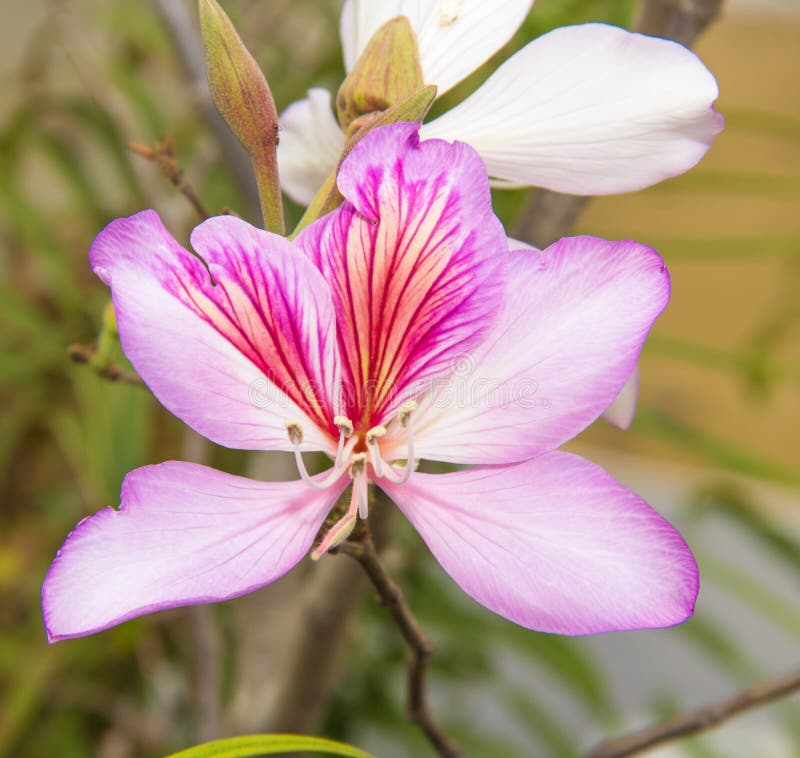 Bauhinia variegata stock photo. Image of biont, cozy - 30356612