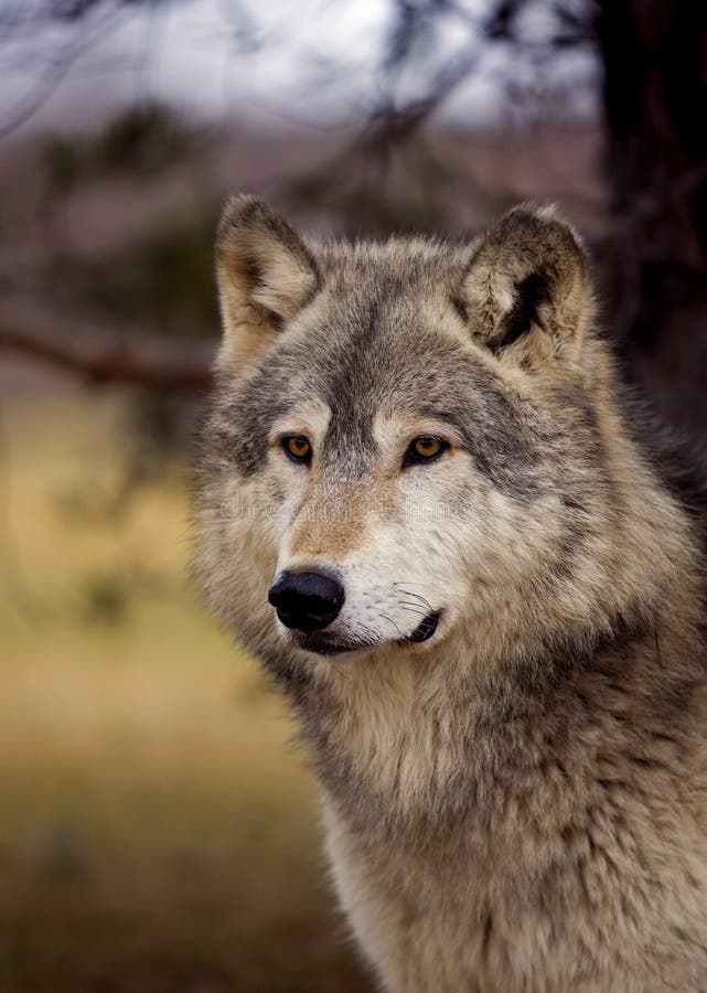 Timberwolf Oder Grauer Wolf Canis Lupus, Der Auf Einer Schwierigen ...