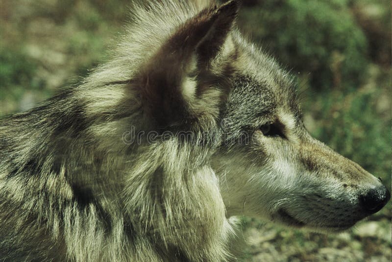 Bauholz Wolf Profile stockfoto. Bild von wolf, laub, grau - 32162180