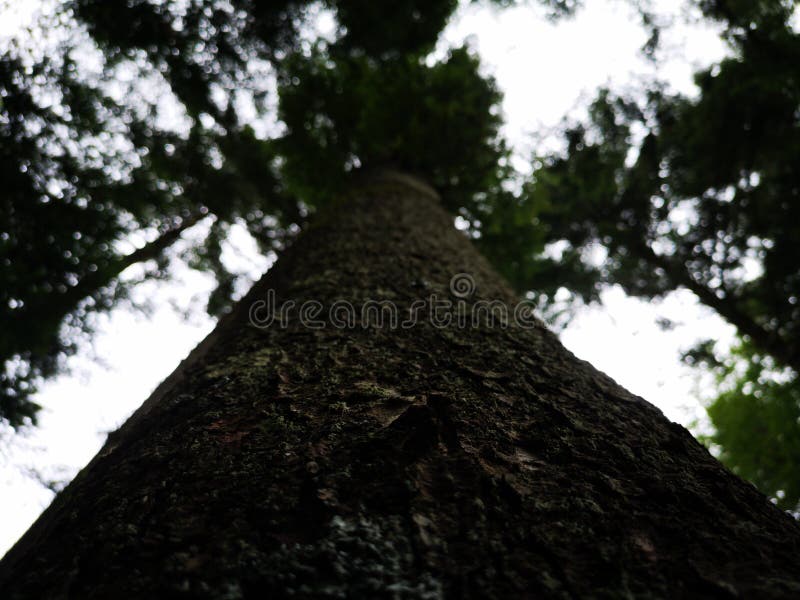 Baum stock image. Image of bltter, wald, baum, stamm - 156273395