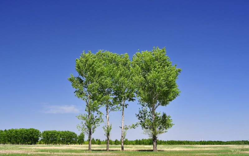 Baum stockbild. Bild von frech, himmel, baum, draussen - 25313085