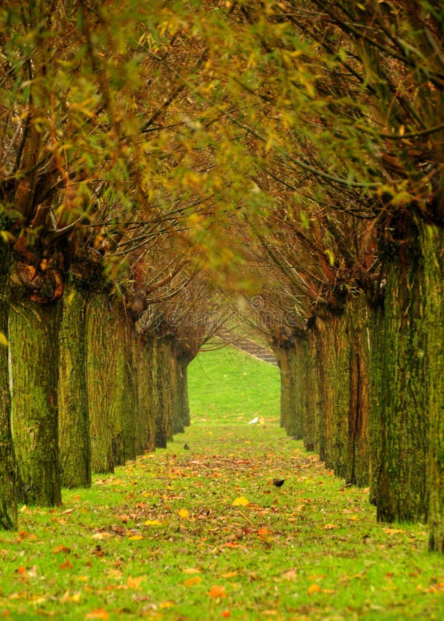 Baum-Allee stockfoto. Bild von gelb, winter, unten, allee - 7439126