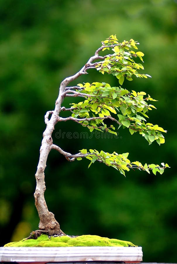 Baum auf Wind stockbild. Bild von ansichten, betrieb, rituale - 584489