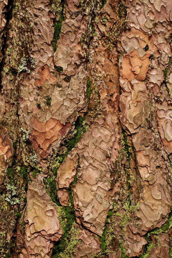 Baum-Barke mit Moos stockfoto. Bild von wald, hintergrund - 22613854