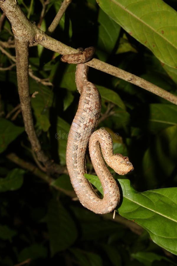 Tropische Schlange, Baumboa Corallus-hortulanus Eine Schlange Des ...