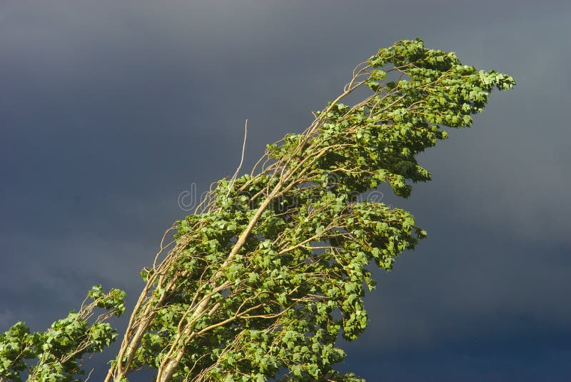 Baum, Der Im Sturm Und Im Wind Liegt Thunderstorm Stockbild - Bild von ...