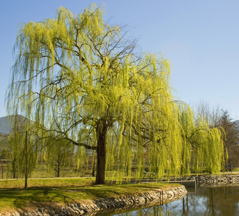 Baum Der Weinenden Weide Im Park Stockbild - Bild von gras, grün: 17577099