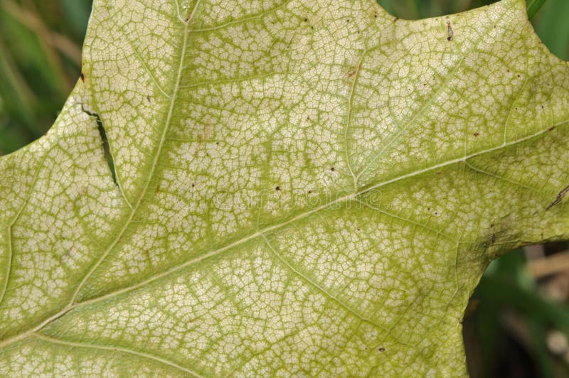 Baum-Gesundheitsprobleme: Chlorose Stockfoto - Bild von makro, betrieb ...