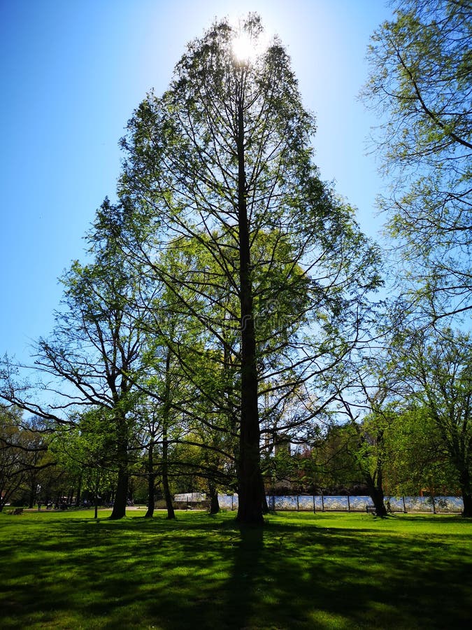 Baum im Park stock photo. Image of park, sommer, green - 153171530