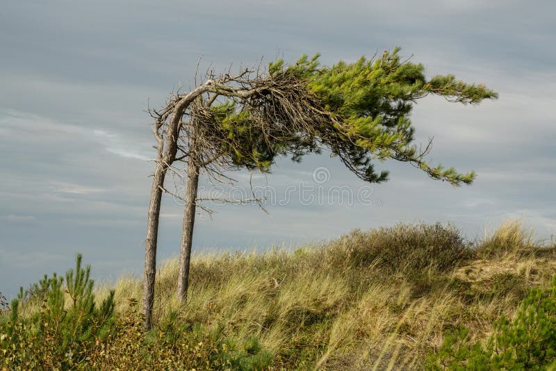 Baum, Der Im Wind Durchbrennt Stockbild - Bild von wind, kiefer: 50210491