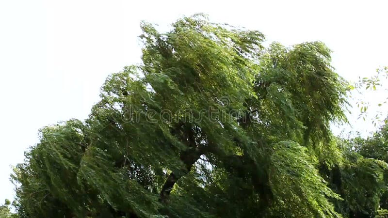 Baum im Wind stock footage. Video von vegetation, film - 42508432