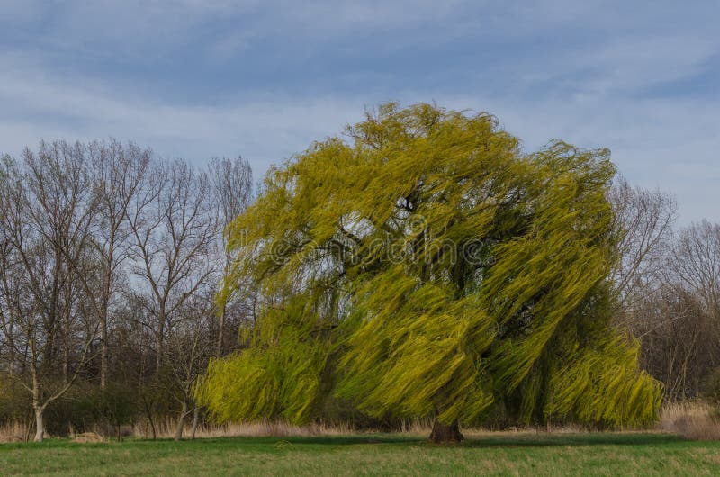 25,549 Baum Im Wind Fotos - Kostenlose und Royalty-Free Stock-Fotos von ...