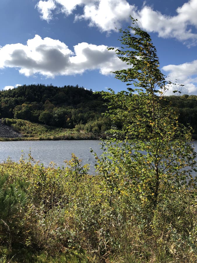 Baum im Wind stockbild. Bild von blatt, schön, wind, outdoor - 18215295