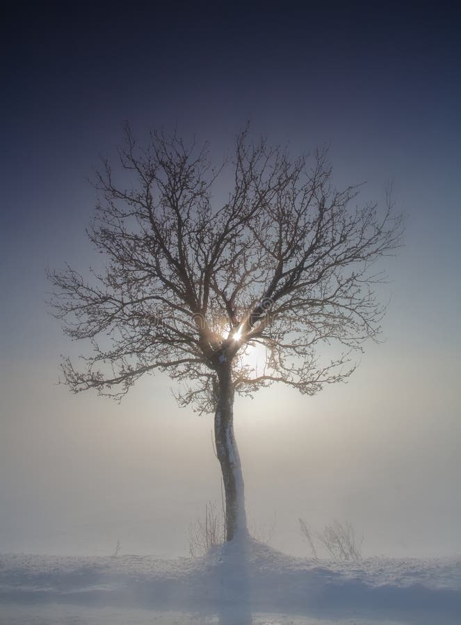 Baum im Winter stockbild. Bild von zweig, eingefroren - 20875637