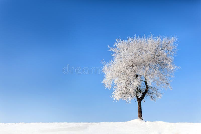 Baum im Winter 4 stockbild. Bild von hintergrund, steuerkn - 56341529