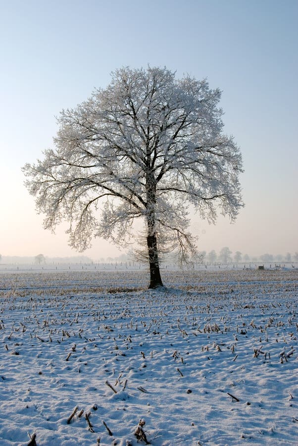 Baum im Winter stockbild. Bild von eingefroren, frost - 7712933