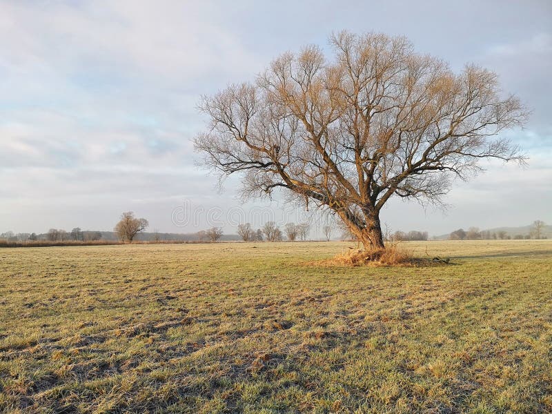 Bare tree in winter stock image. Image of twigs, sunlight - 271124891