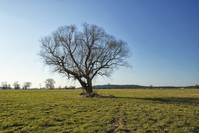 Bare tree in winter stock photo. Image of individually - 271124908