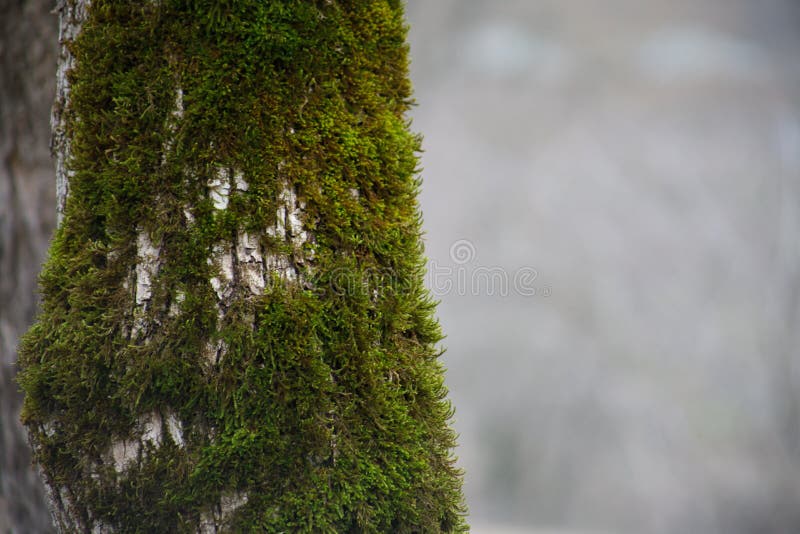 Baum Mit Moos Auf Wurzeln in Einem Grünen Wald Oder Moos Auf Baumstamm ...