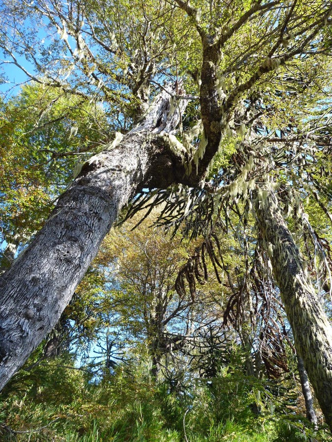 Baum Mit Moos in Einem Tiefen Wald Stockbild - Bild von zweig, tief ...
