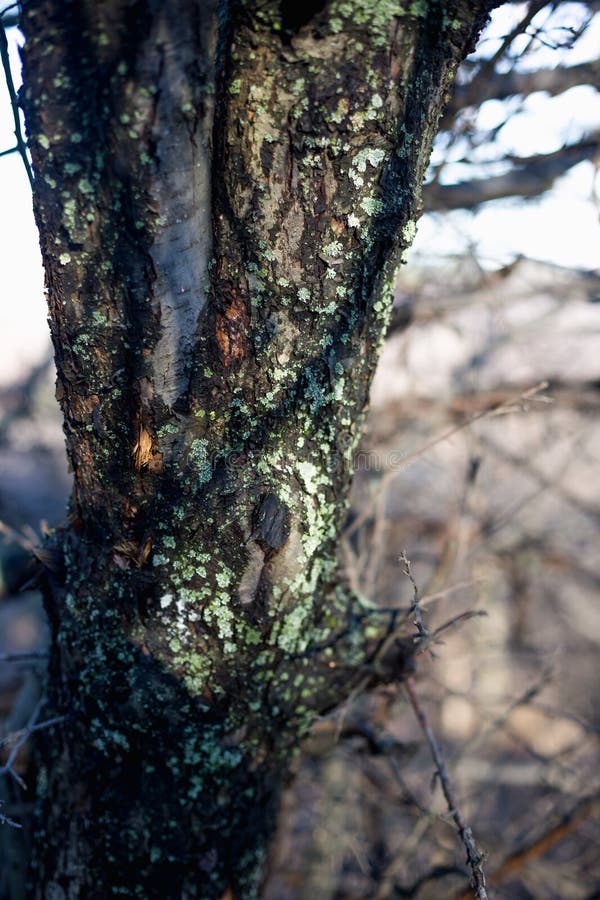 Baum Mit Moos Und Flechte Auf Der Niederlassung Stockbild - Bild von ...