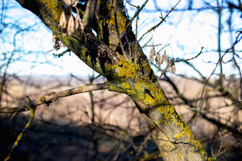 Baum Mit Moos Und Flechte Auf Der Niederlassung Stockbild - Bild von ...