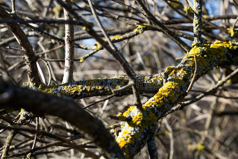 Baum Mit Moos Und Flechte Auf Der Niederlassung Stockfoto - Bild von ...