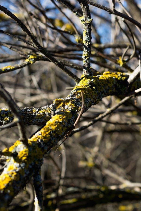 Baum Mit Moos Und Flechte Auf Der Niederlassung Stockbild - Bild von ...