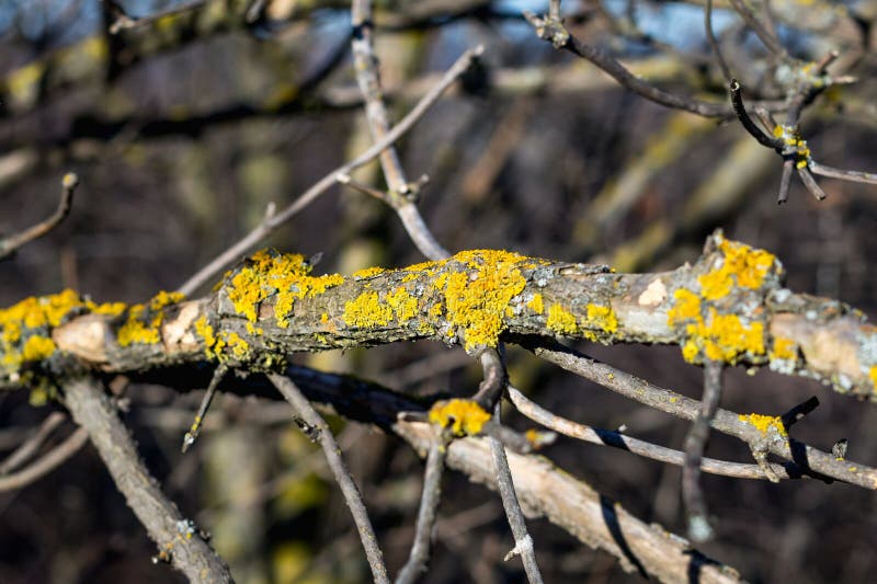 Baum Mit Moos Und Flechte Auf Der Niederlassung Stockfoto - Bild von ...