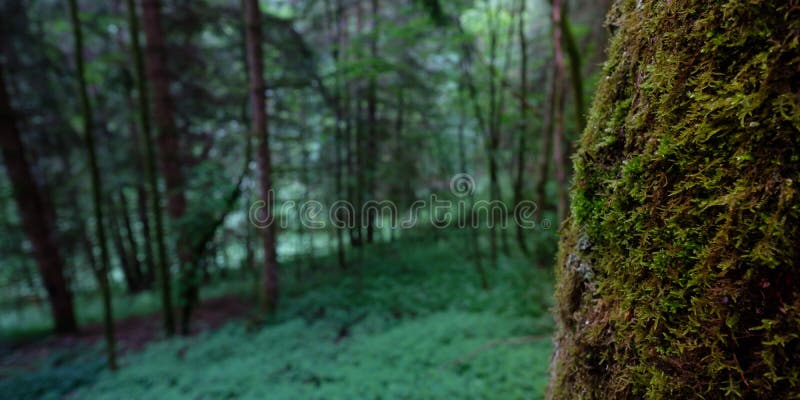 Baum Mit Moos Und Stamm in Einem Dunklen Wald Stockfoto - Bild von ...