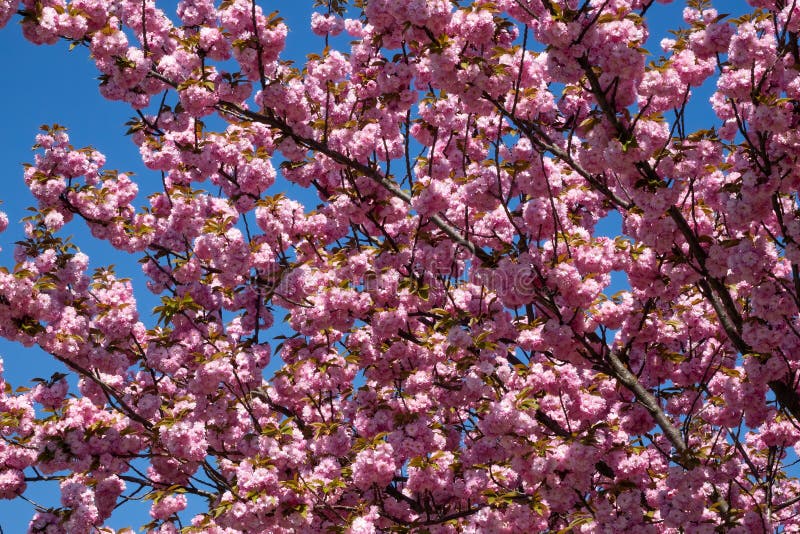 Baum mit rosa Blüte stockbild. Bild von kopf, rosa, leute - 114874241