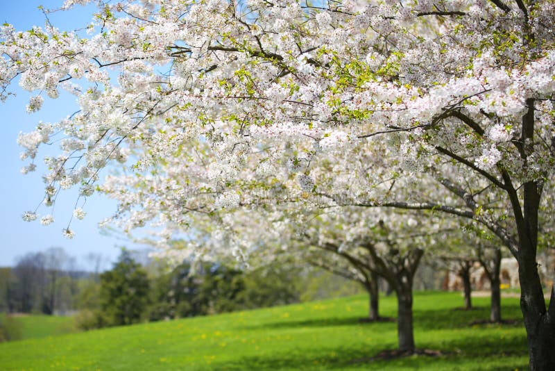 Baum Mit Weißen Frühlings-Blüten Der Kirsche Im Garten Stockfoto - Bild ...