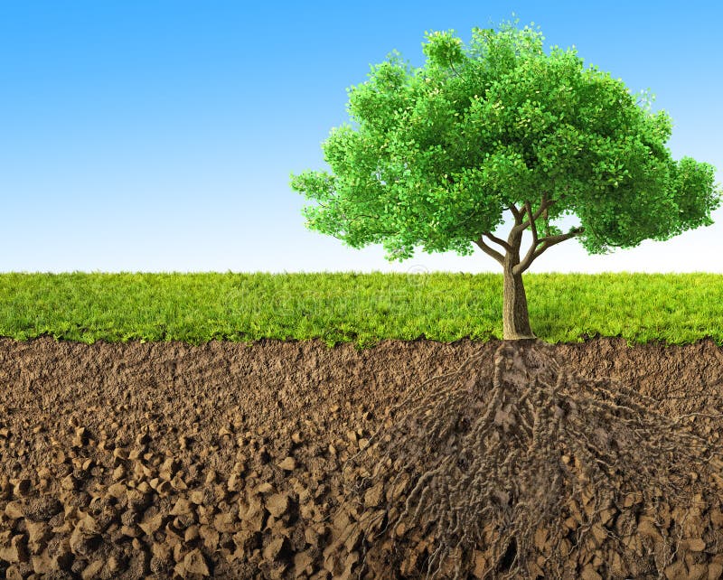 Baum mit Wurzeln stock abbildung. Illustration von schnitt - 59544102
