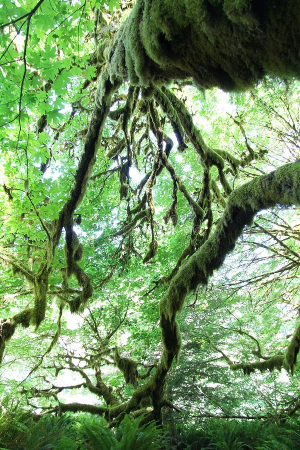 Baum mit Moos stockbild. Bild von zweig, tanne, hintergründe - 113174407