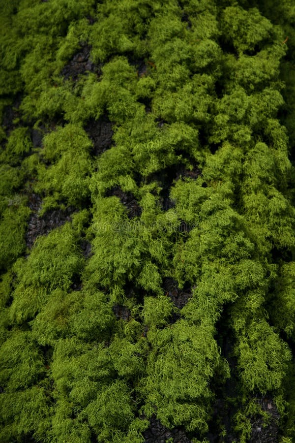 Baum-Moos und Barke stockfoto. Bild von plüsch, weich - 5774766