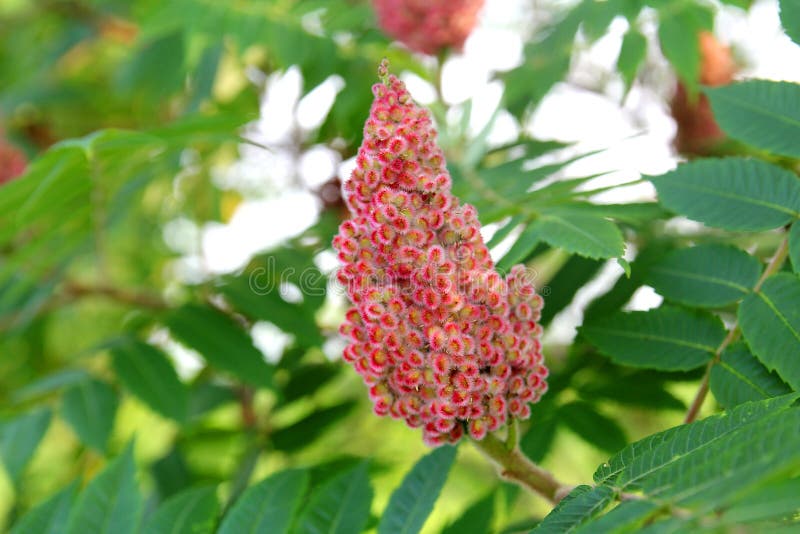 Baum-Rosa-Samen-Gruppe Staghorn Sumac Stockfoto - Bild von sumach, holz ...