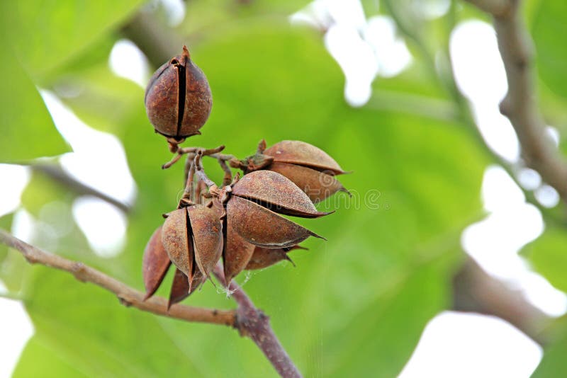 Baum-Samen-Hülsen stockfoto. Bild von freigeben, keimen - 71972800