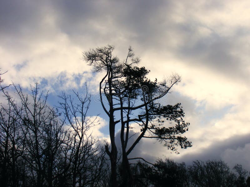 Baum Im Wind Stockfotos und Bilder - Laden Sie 19,721 lizenzfreie Fotos ...