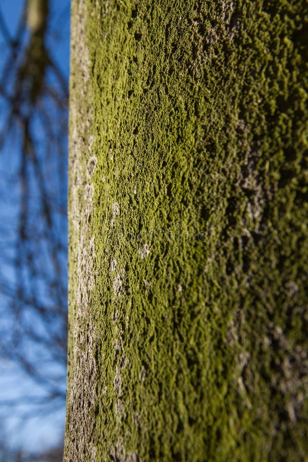 Baum-Stamm Mit Moos Oder Flechte Stockbild - Bild von vordergrund, bunt ...