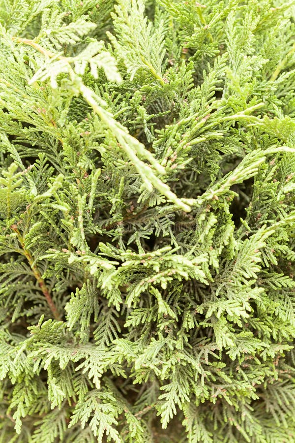 Baum Thuja in der Natur stockbild. Bild von frech, baum - 84892533
