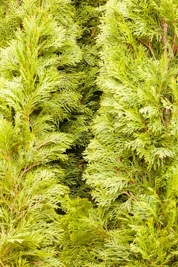 Baum Thuja in der Natur stockbild. Bild von pflanzen - 84892833