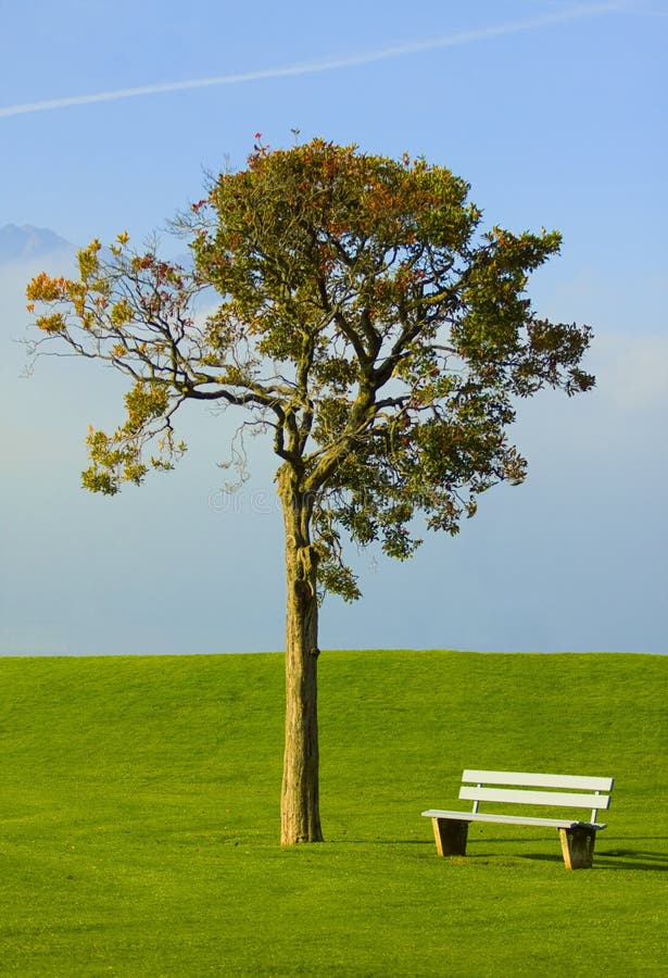 Baum Und Bank Auf Einem Idealen Rasen Stockbild - Bild von höhe, blau ...