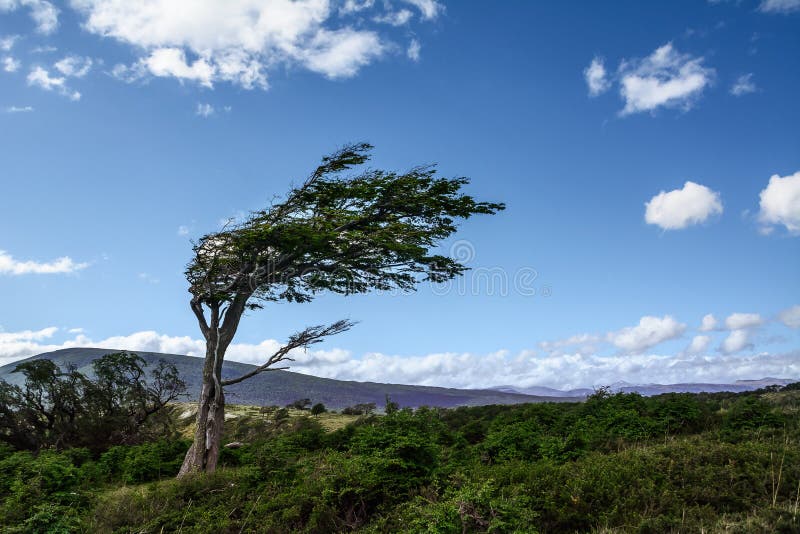 Birken-Baum im Wind stockbild. Bild von birke, blatt - 16977219