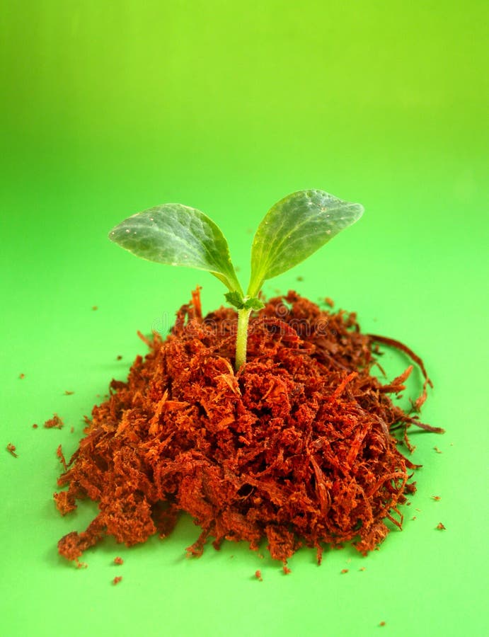 Baumwachstum stockfoto. Bild von wurzel, volkswirtschaft - 1391344