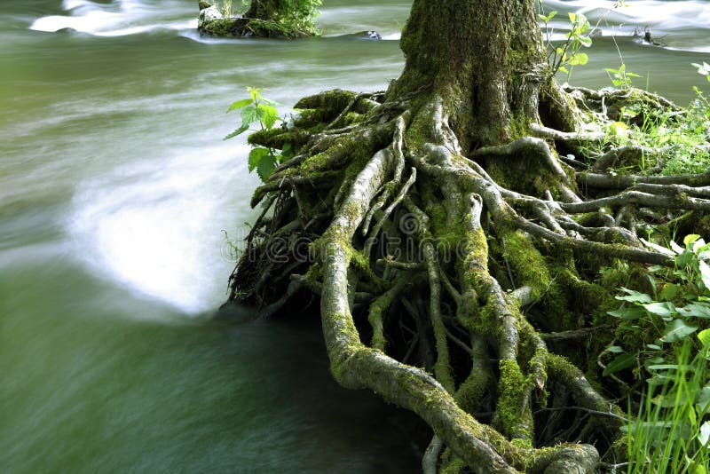 Baum-Wurzeln stockfoto. Bild von theater, nave, wasser - 1960762
